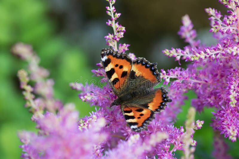 Butterfly Urticaria on Pink Astilba in the Garden Stock Photo - Image ...