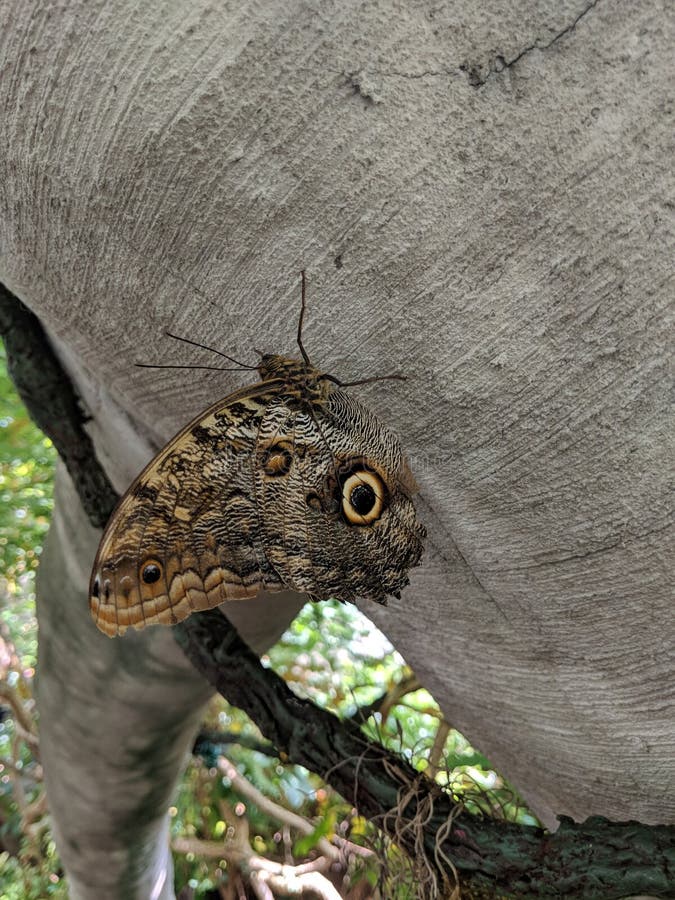 Butterfly camouflage stock photo. Image of camouflage, closeup - 188112