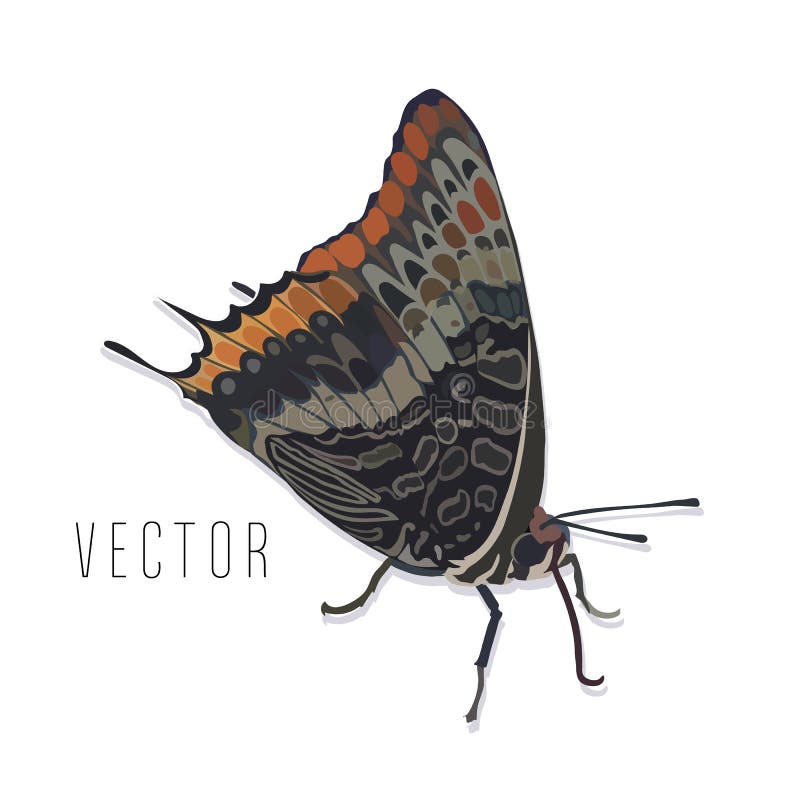 Butterfly Vector Illustration. Stock Vector - Illustration of closeup ...