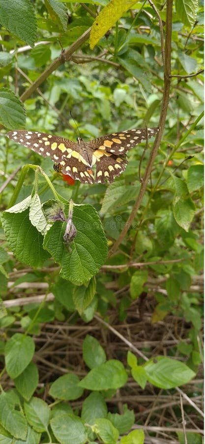 Butterfly in the Very Beautiful and Not Focussed.. Stock Image - Image ...