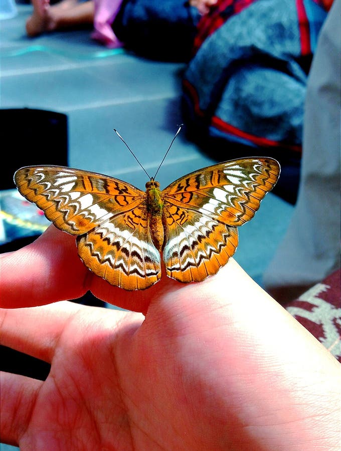 Butterfly Very Beautiful in My Hand Stock Image - Image of pollinator ...