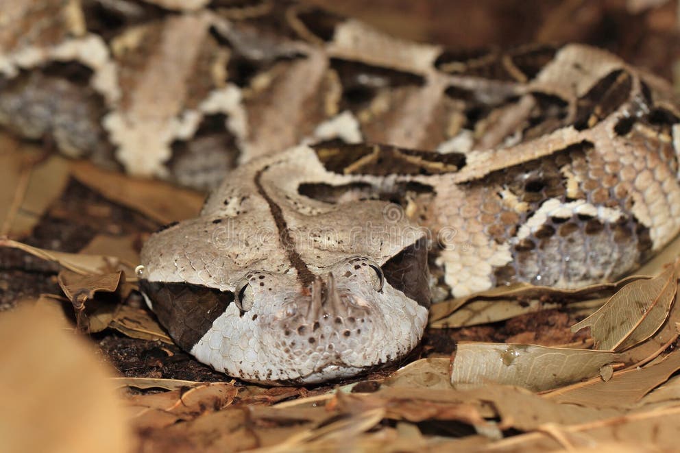 Butterfly viper detail stock image. Image of head, butterfly - 274374491