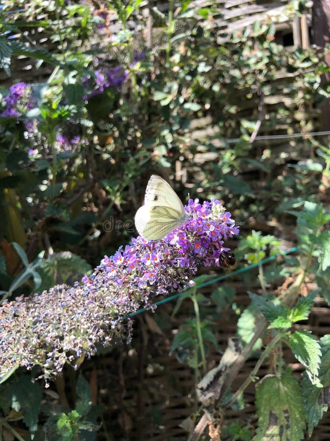 Bee Vs Butterfly Stock Photos - Free & Royalty-Free Stock Photos from ...