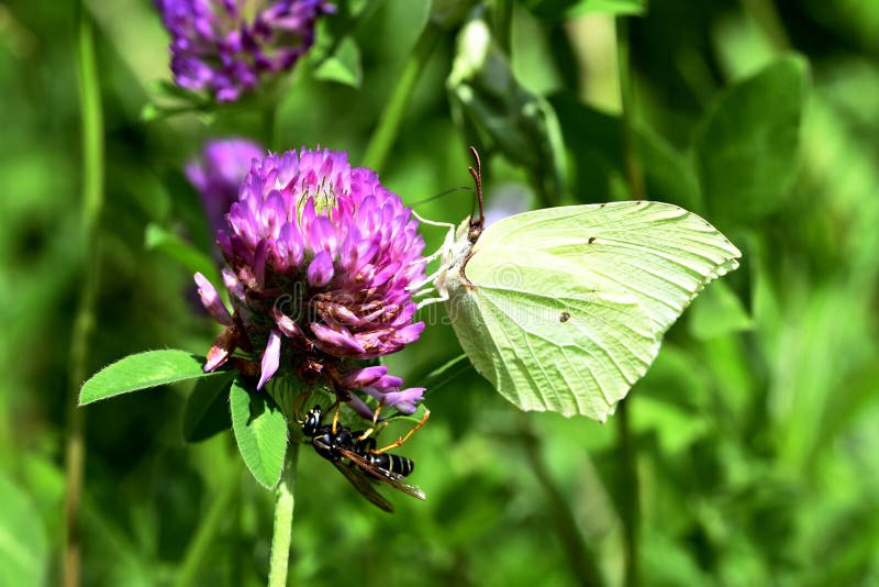 Butterfly and Wasp on Clover Stock Photo - Image of close, wasp: 153196816