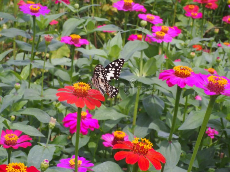 Butterfly watching flower stock photo. Image of watching - 198208960