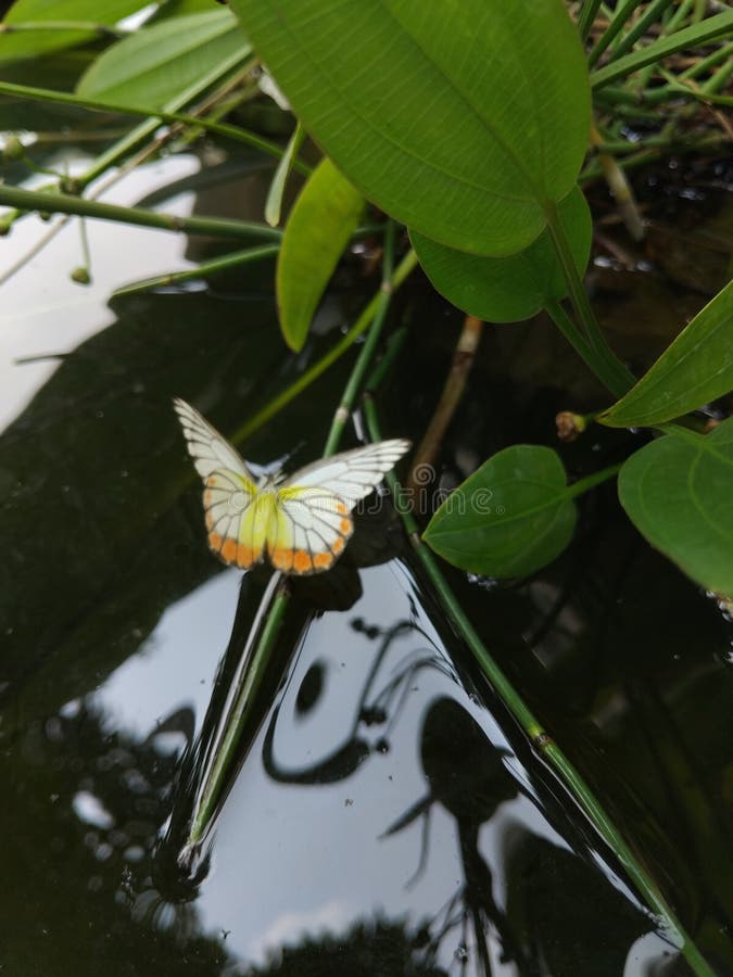 Butterfly in the water stock image. Image of water, butterfly - 320555961