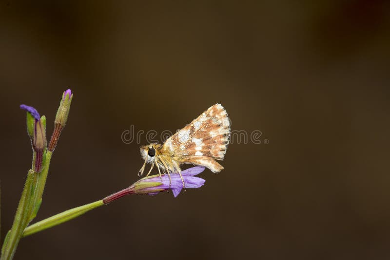 Butterfly with Water Drops at Sunrise in Extremadura Stock Photo ...