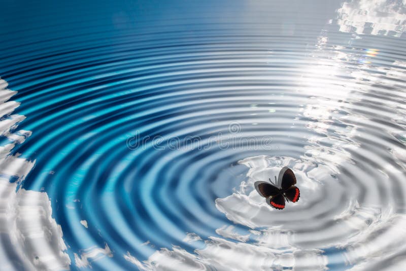 Butterfly in the water stock image. Image of water, butterfly - 71807537