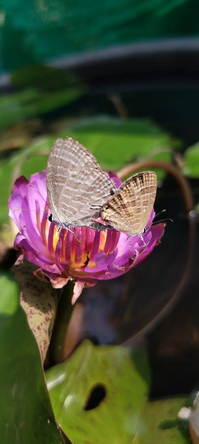 Butterfly water lilly stock image. Image of butterfly - 264246145