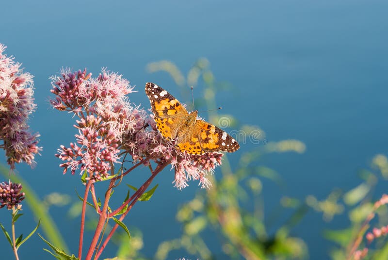 Butterfly on a water plant stock image. Image of beehive - 83332655
