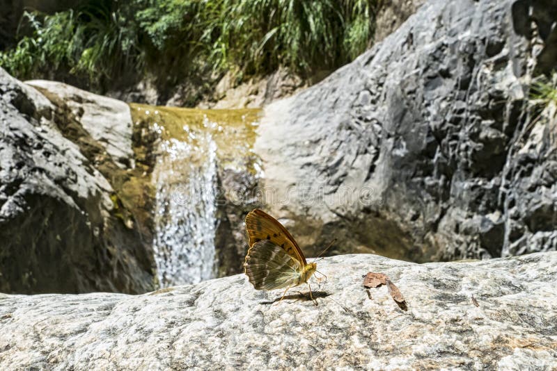 Butterfly and waterfall stock photo. Image of pretty - 74637084