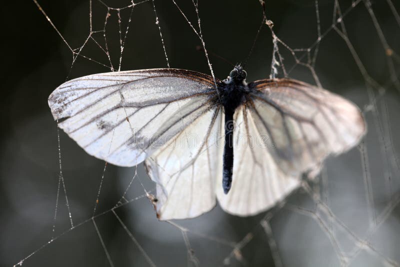 Butterfly in the web stock image. Image of sorrow, beauty - 208306819