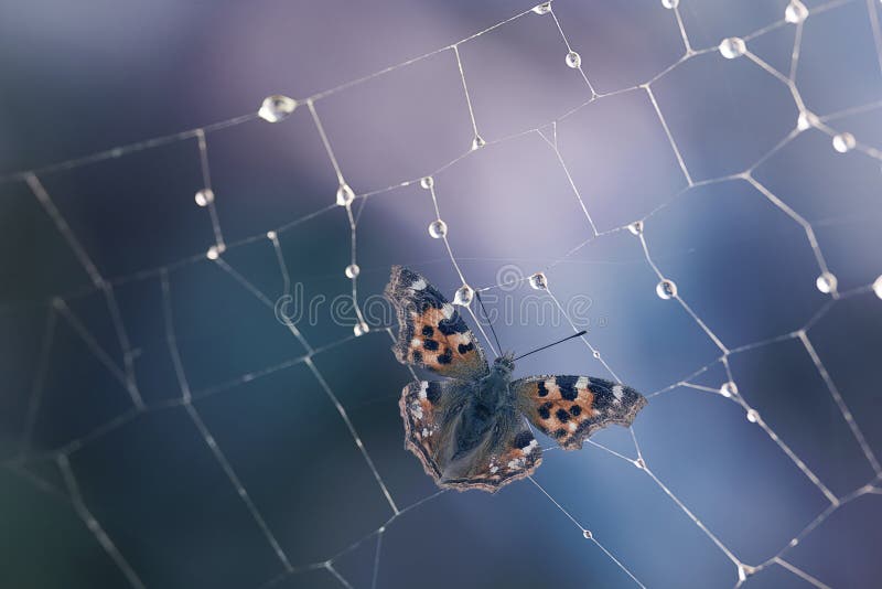Butterfly in web stock photo. Image of detail, dewy, closeup - 70325024