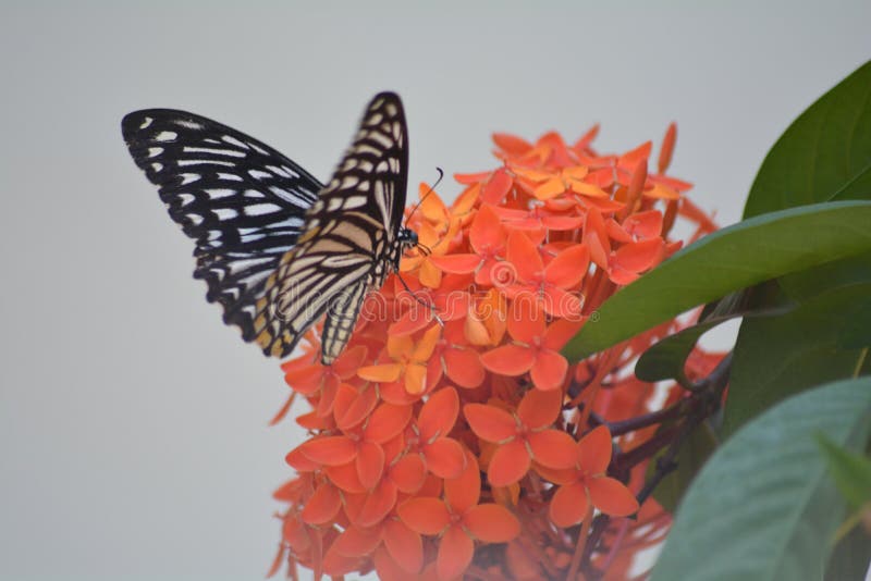 Butterfly on West Indian Jasmine Flower Stock Photo - Image of ...
