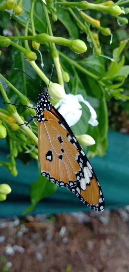 Butterfly stock image. Image of natural, pappthi, butterfly - 131835859
