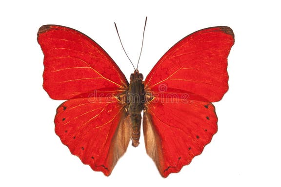 29,513 Red Butterfly White Background Background Stock Photos - Free ...