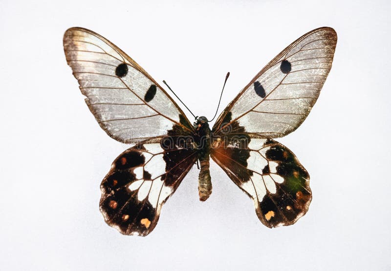 Cressida Butterfly Stock Photos - Free & Royalty-Free Stock Photos from ...