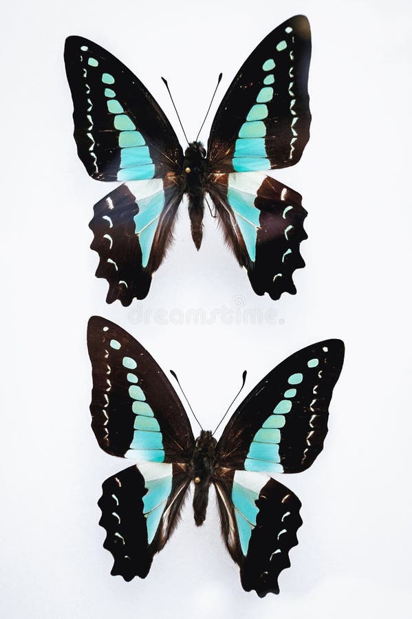 Graphium Milon Stock Photos - Free & Royalty-Free Stock Photos from ...