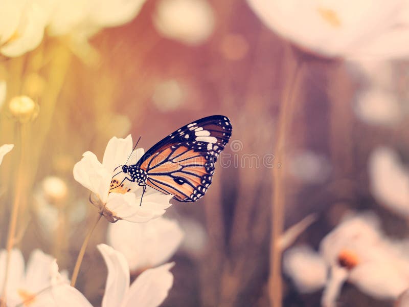 Butterfly on White Cosmos Flowers Field Stock Photo - Image of beauty ...