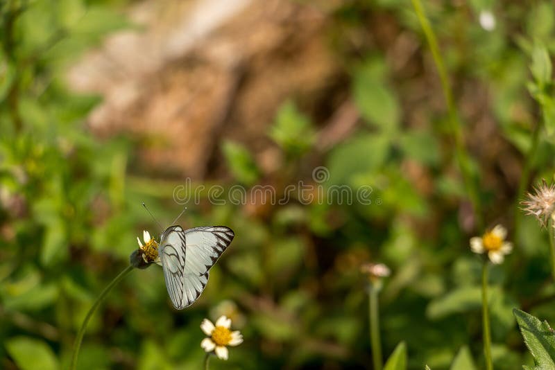 Butterfly stock photo. Image of macro, butterfly, animal - 84093048