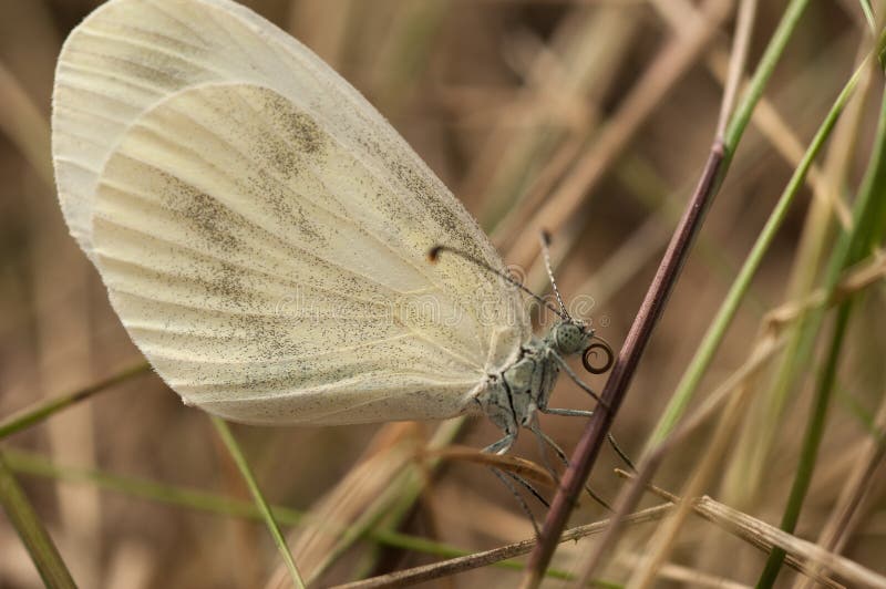 Butterfly Whitefish Pea, Latin Leptidea Sinapis Stock Image - Image of ...