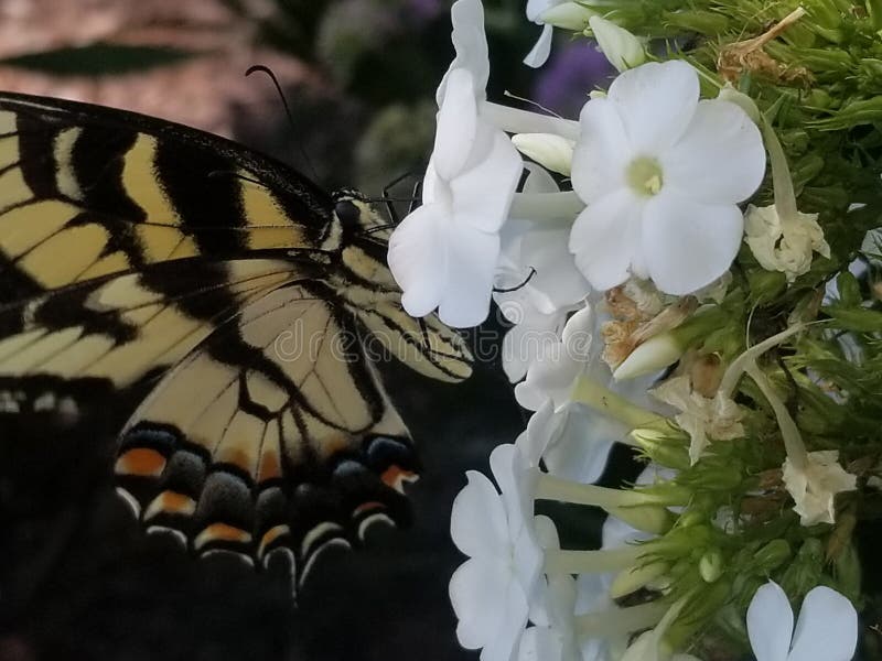 Butterfly Wildflower Peaceful Stock Photo - Image of flower, animal ...