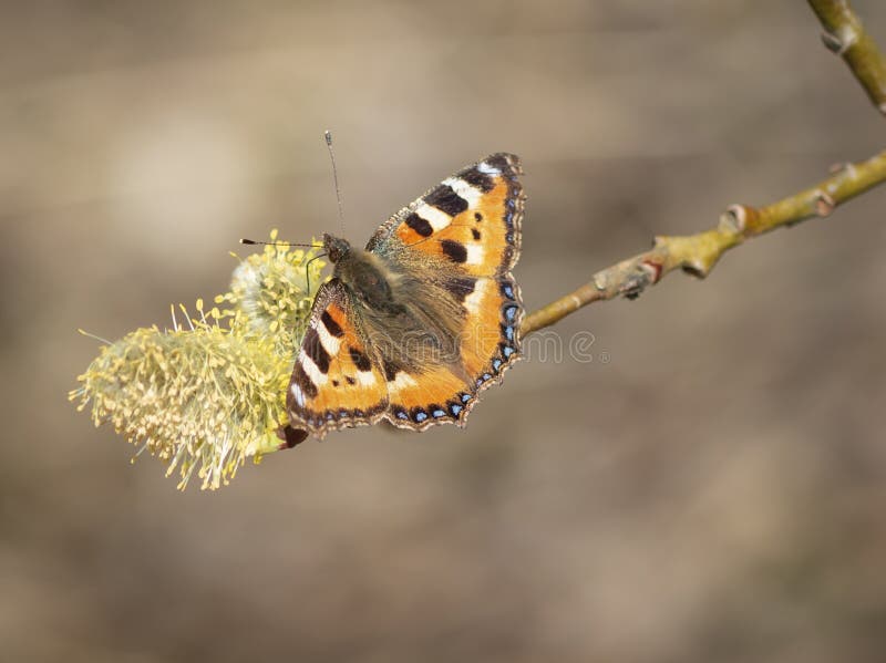 Butterfly on the Willow Branch. Stock Image - Image of closeup, branch ...