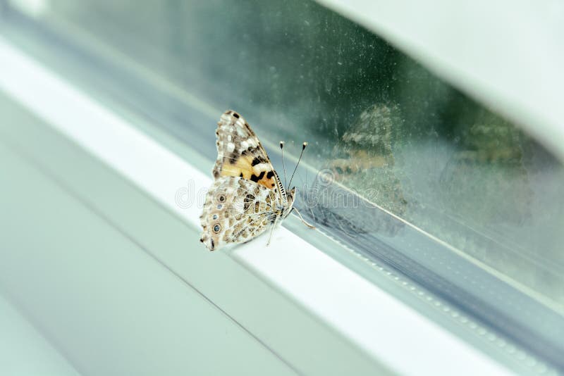 Butterfly on a Window Glass. Butterfly Trapped Against the Glass of a ...
