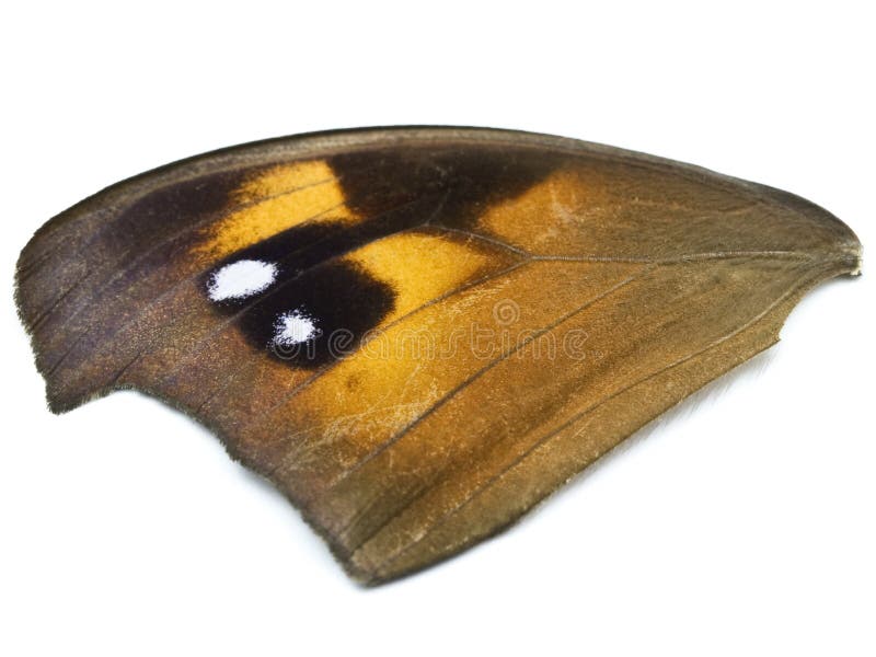 Butterfly Wing stock image. Image of biology, adult, antenna - 19878133