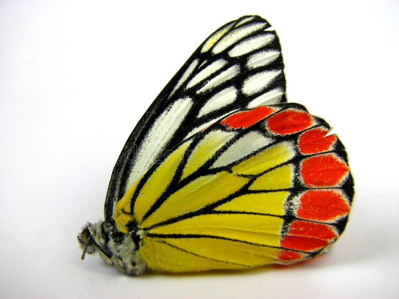 Butterfly Wing stock image. Image of object, white, wing - 4923463