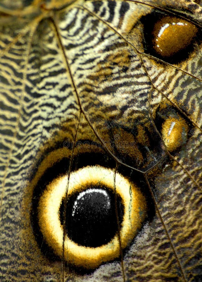 Butterfly Wing Picture. Image: 5167529