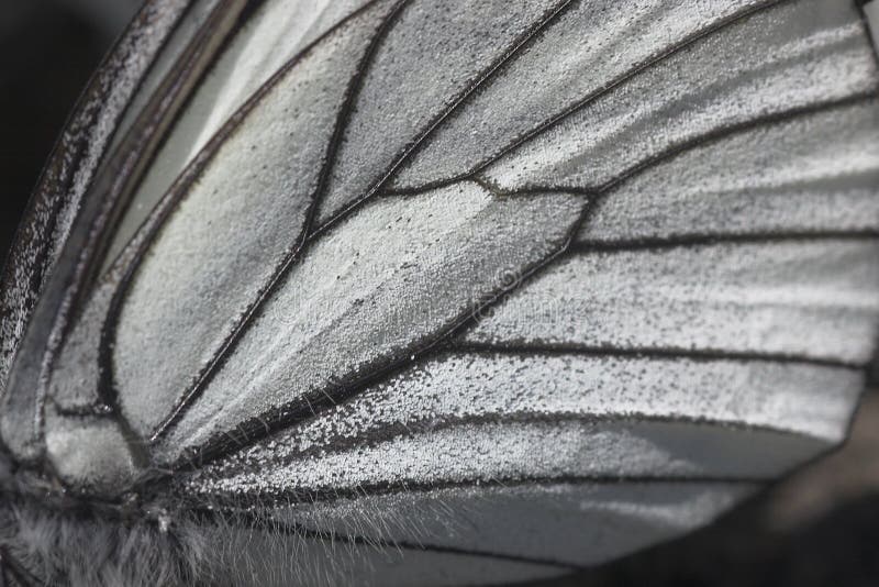 Butterfly Wing Close Up Stock Photo - Image: 958410