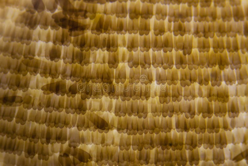 Microscope Scaly Stock Photos - Free & Royalty-Free Stock Photos from ...