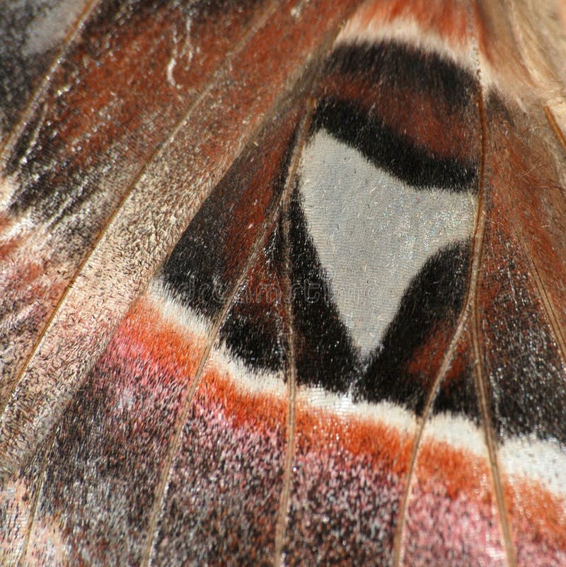 Moth Wing Detail. Eyespot on Saturnia Eudia Pavonia. Stock Photo ...