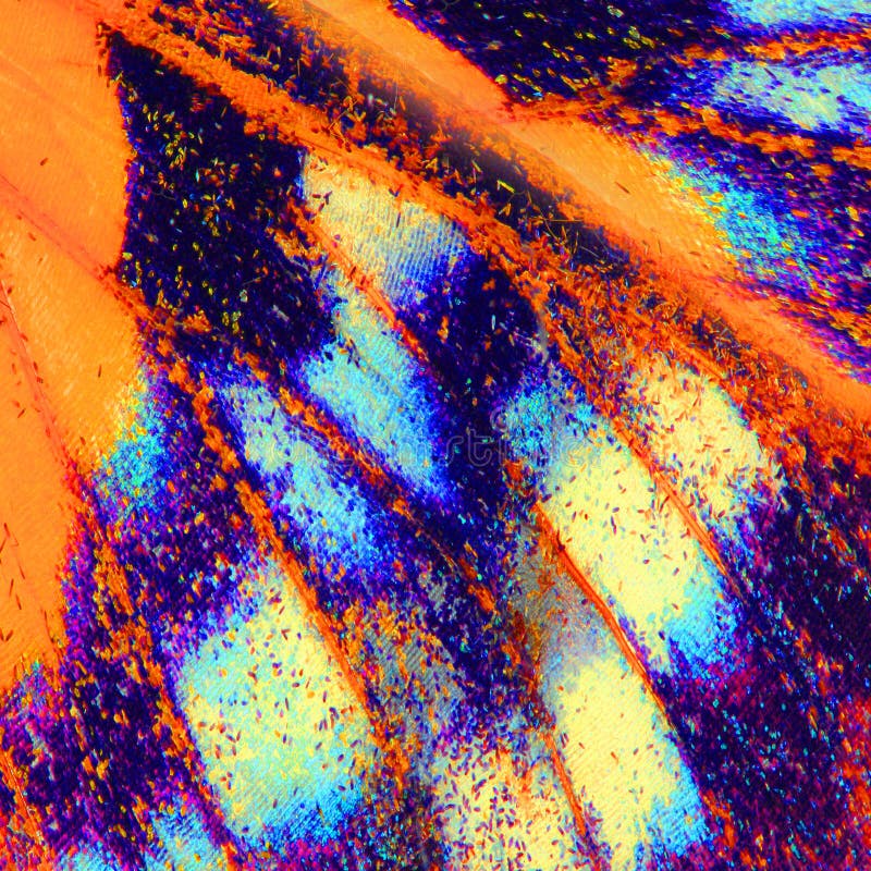 130+ Butterfly wing texture Free Stock Photos - StockFreeImages