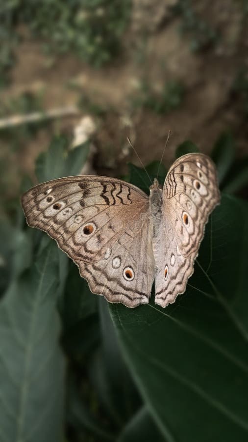 These Butterfly Wings are Very Beautiful with Various Patterns Stock ...