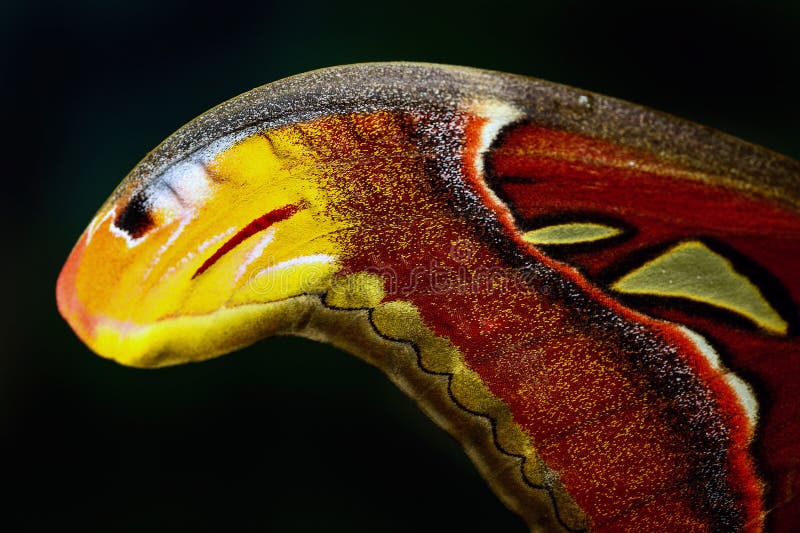 Rarest Butterfly In The World