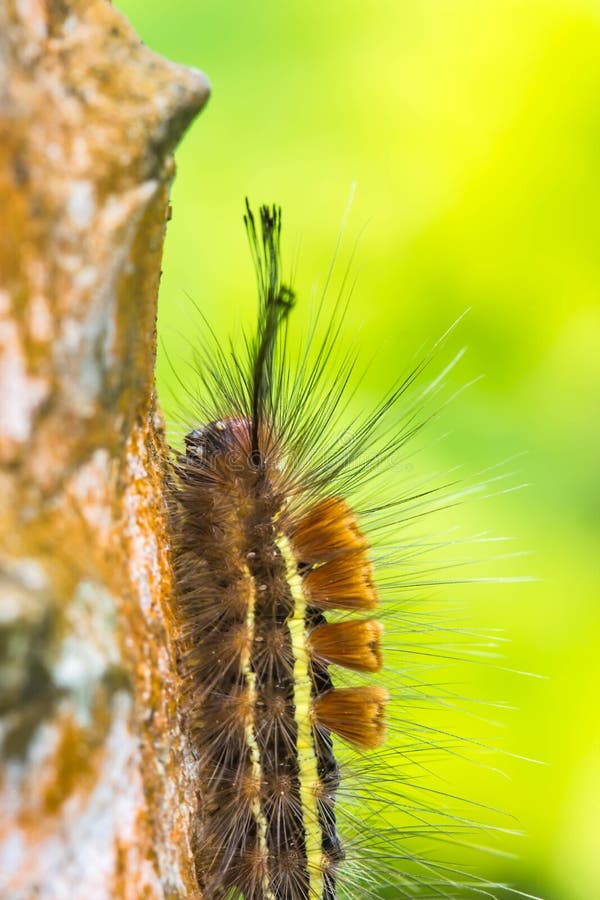 Butterfly worm on branch stock photo. Image of black - 167234432