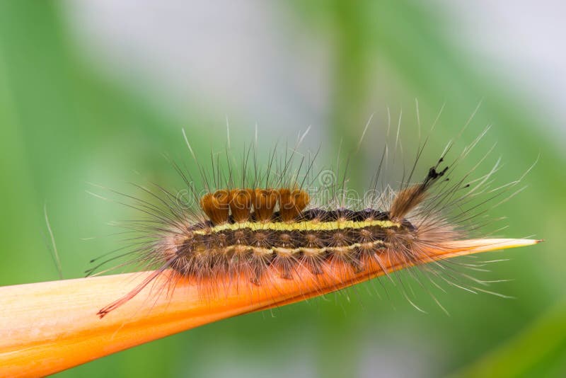 Butterfly worm on branch stock image. Image of cabbage - 167234447