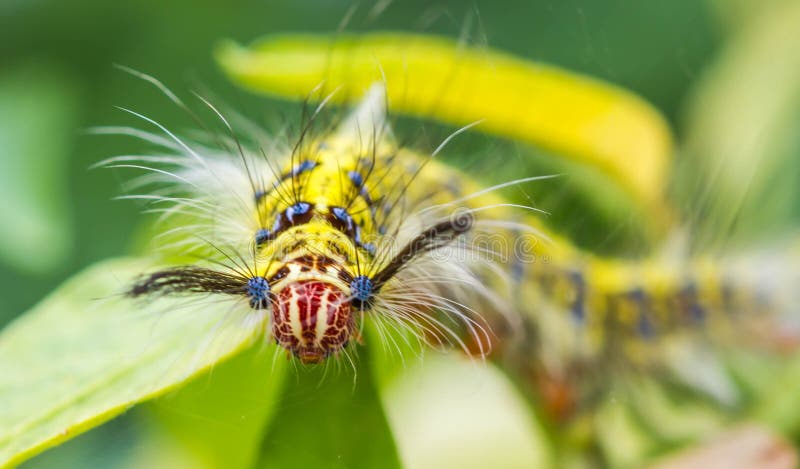 Butterfly Worm on Green Leaf Stock Image - Image of macro, eating ...