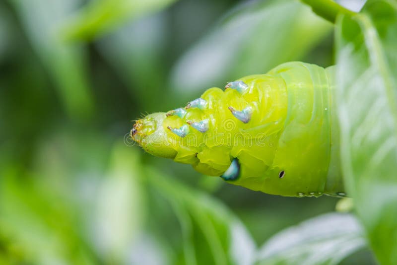 Butterfly Worm on Green Leaf Stock Photo - Image of insect, eating ...