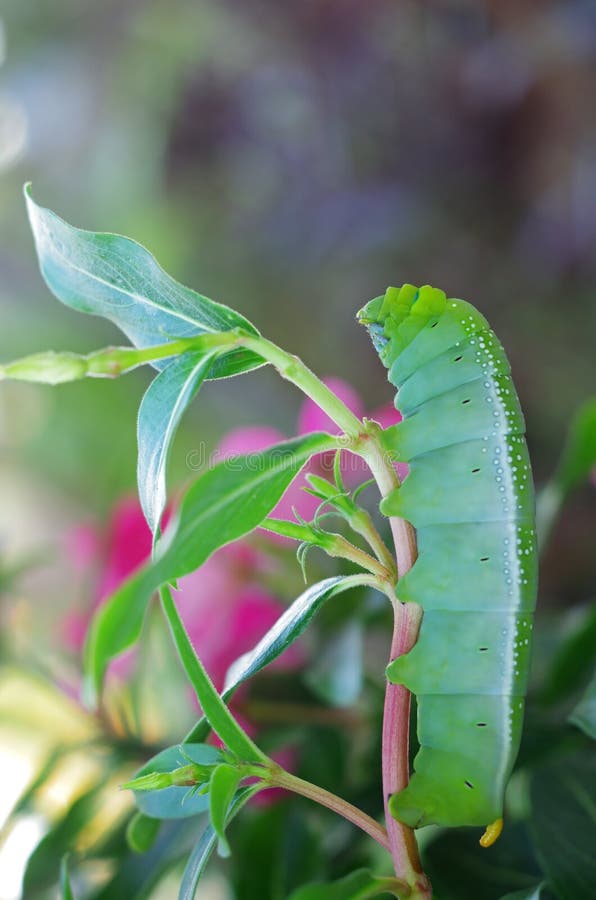 Green Butterfly Worm Close Up Stock Photo - Image of insect, larva ...