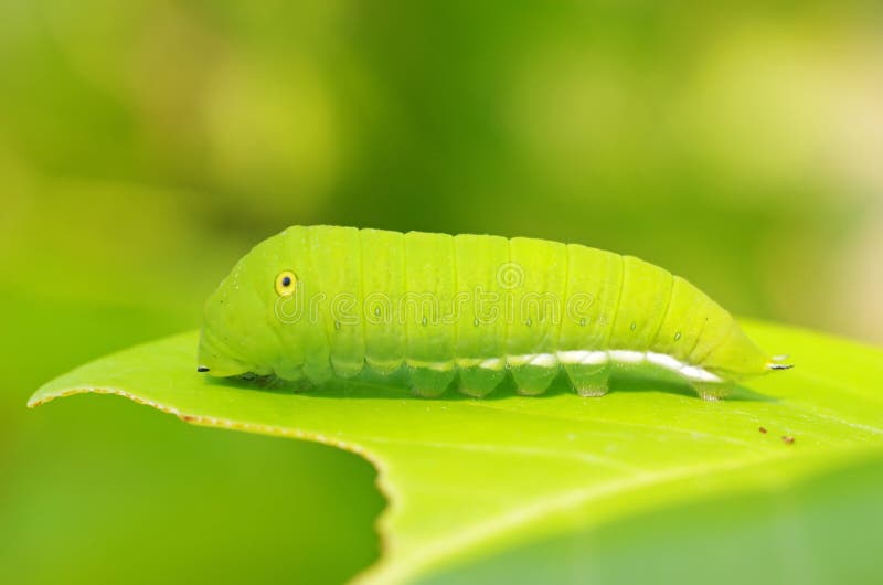 A butterfly worm stock image. Image of closeup, plant - 39669635