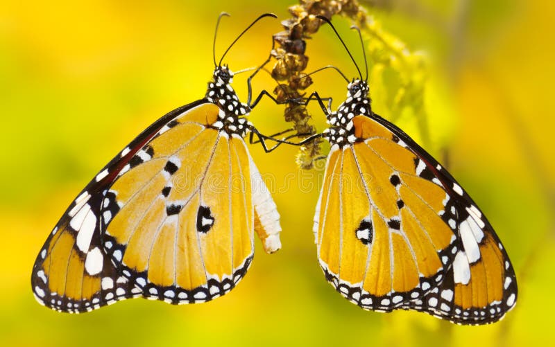 Butterfly yellow stock photo. Image of delicate, color - 21274008