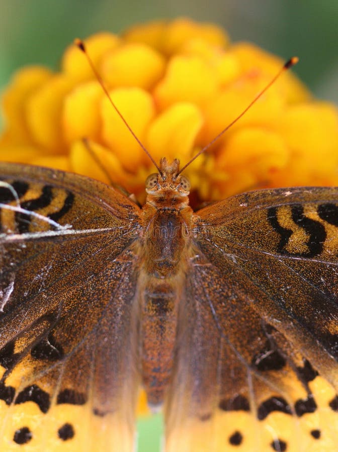 Butterfly on yellow flower stock photo. Image of butterfly - 2894152