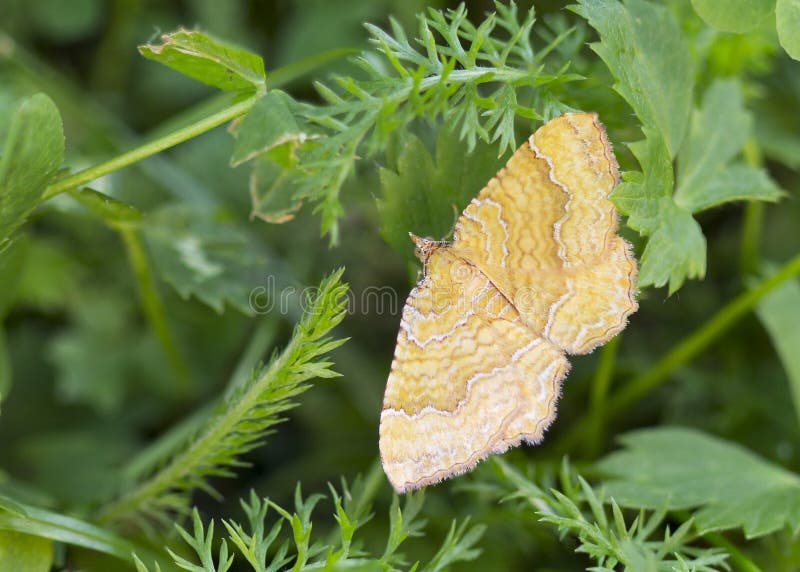 Butterfly Yellow Shell stock photo. Image of wings, animal - 42795864