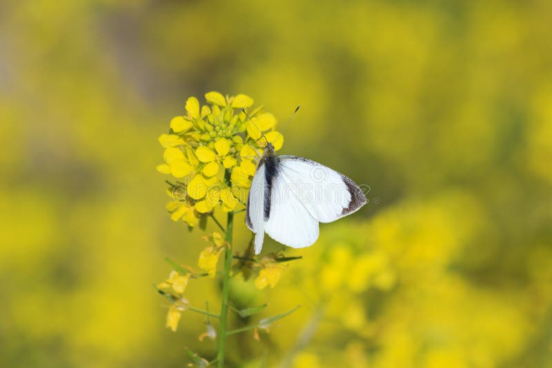 Butterfly on Yellow Wild Flower Stock Image - Image of yellow, jaramago ...