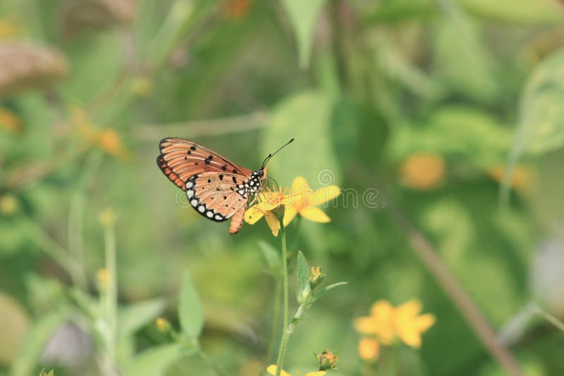 Butterfly Yellow Wing Insect Nature Stock Photo - Image of insect ...