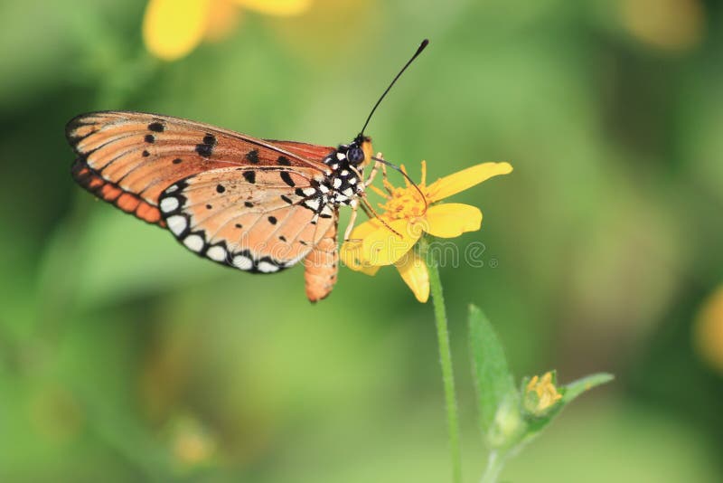 Butterfly Yellow Wing Insect Nature Stock Photo - Image of insect ...