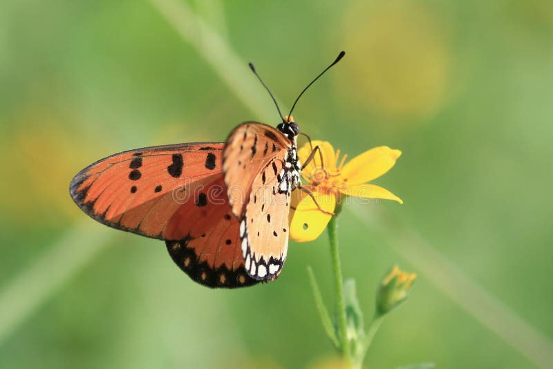 Butterfly Yellow Wing Insect Nature Stock Photo - Image of insect ...